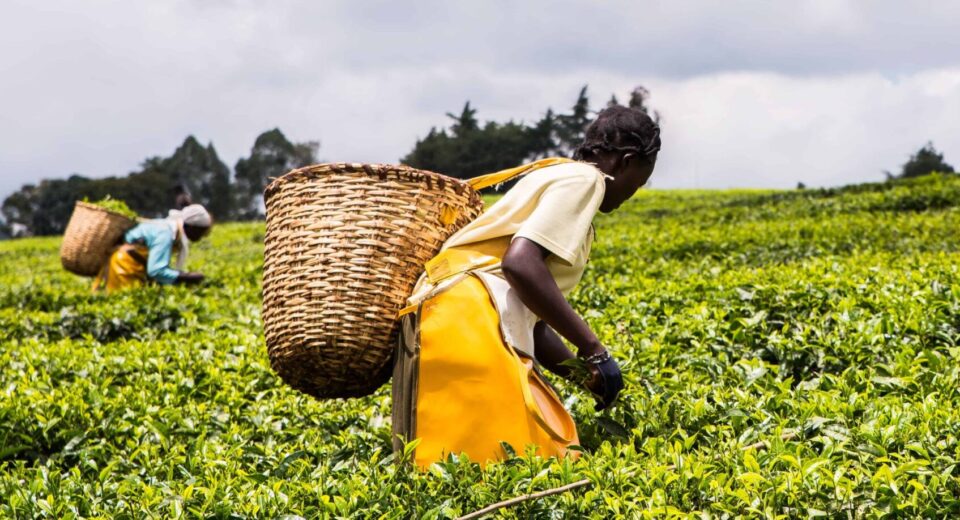 How SACCOs are transforming agriculture in Kenya - Sacco Trend Magazine