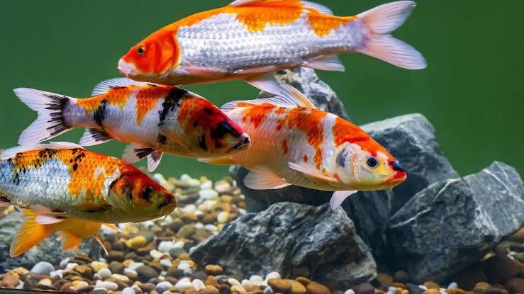 9 most profitable fish species for farmers - Sacco Trend Magazine