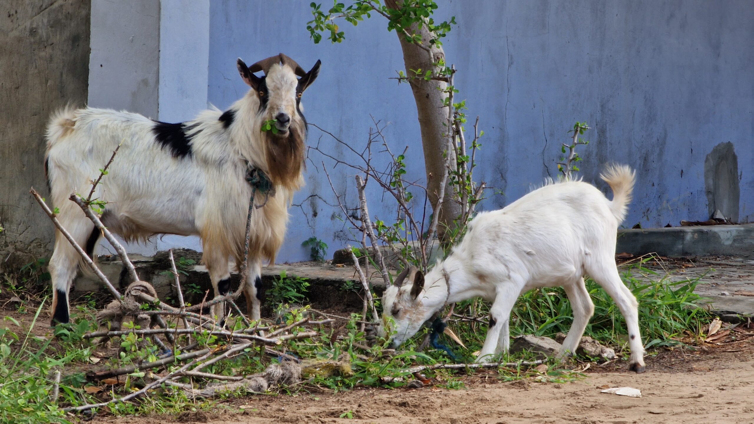 Best goat food combination for faster growth - Sacco Trend Magazine